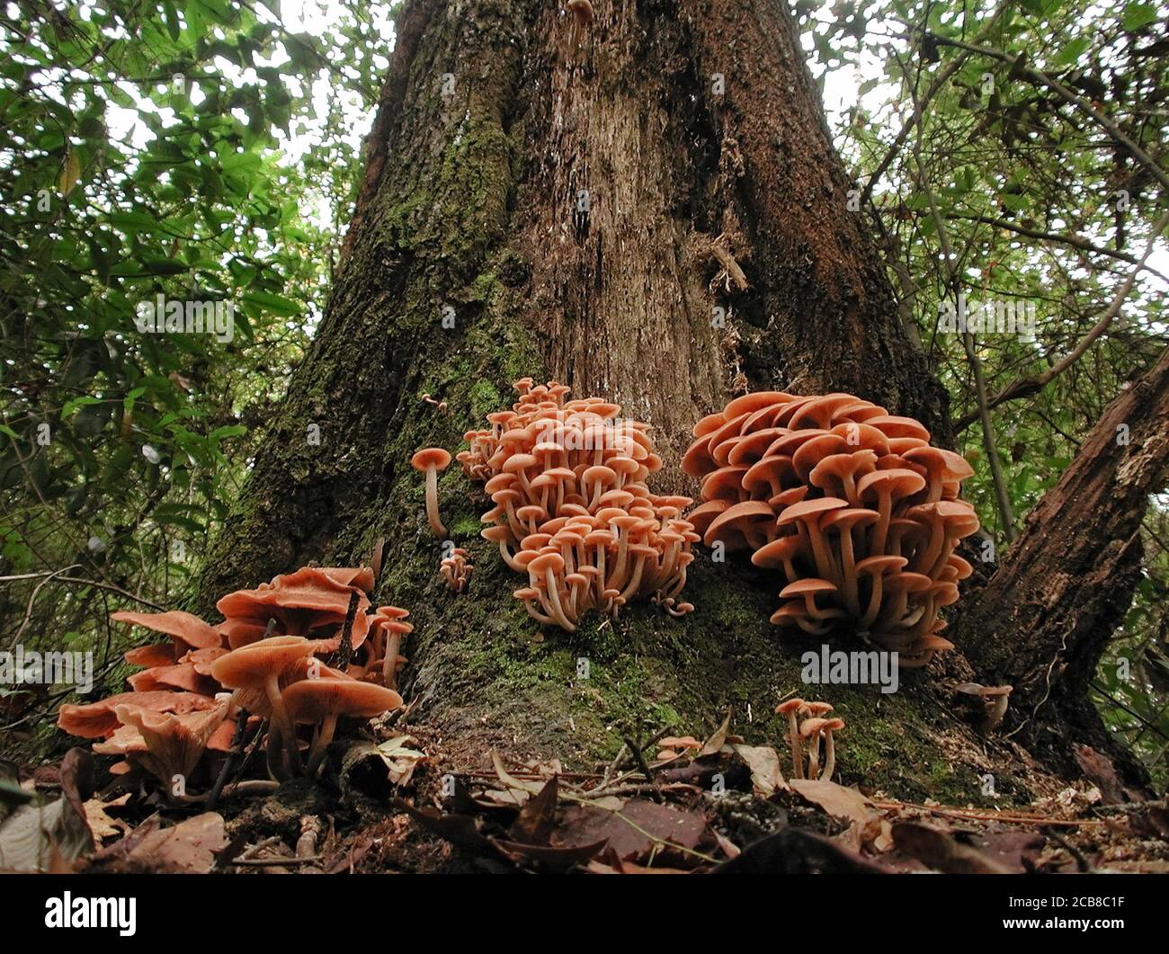 Mushrooms are a form of fungi found in natural settings around the ...