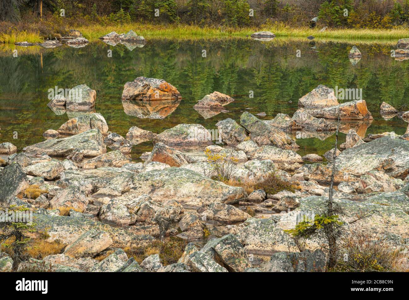 Lichen covered boulders in a rock slide, Jasper National Park, Alberta ...