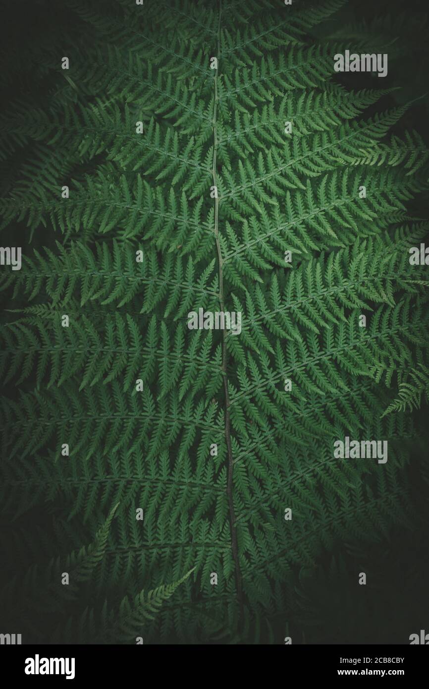 background which the structure of bracken, the best photo Stock Photo ...