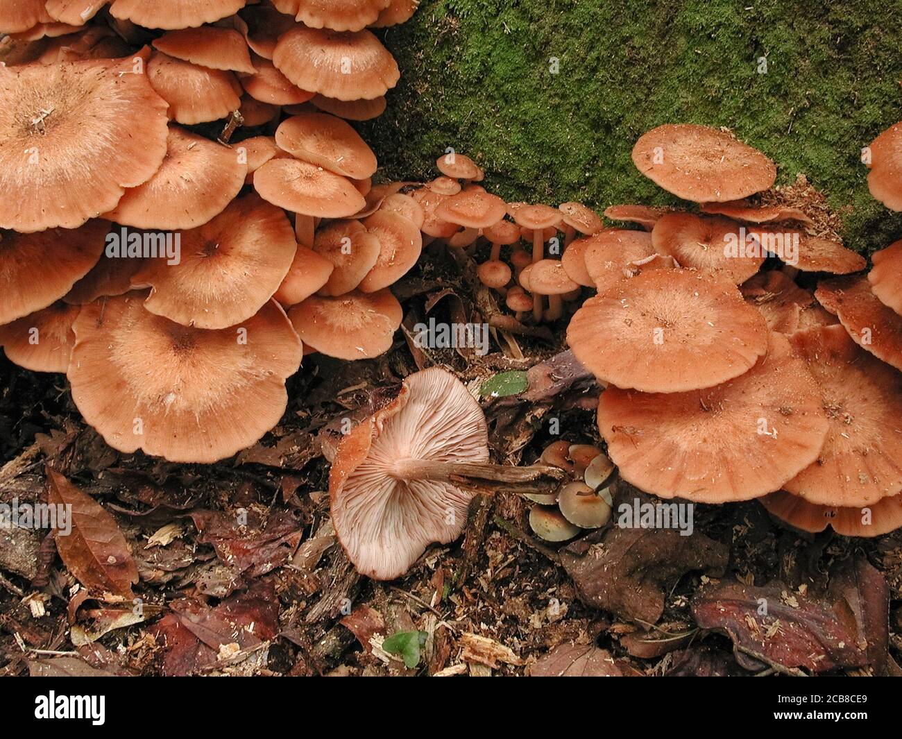 Mushrooms are a form of fungi found in natural settings around the ...