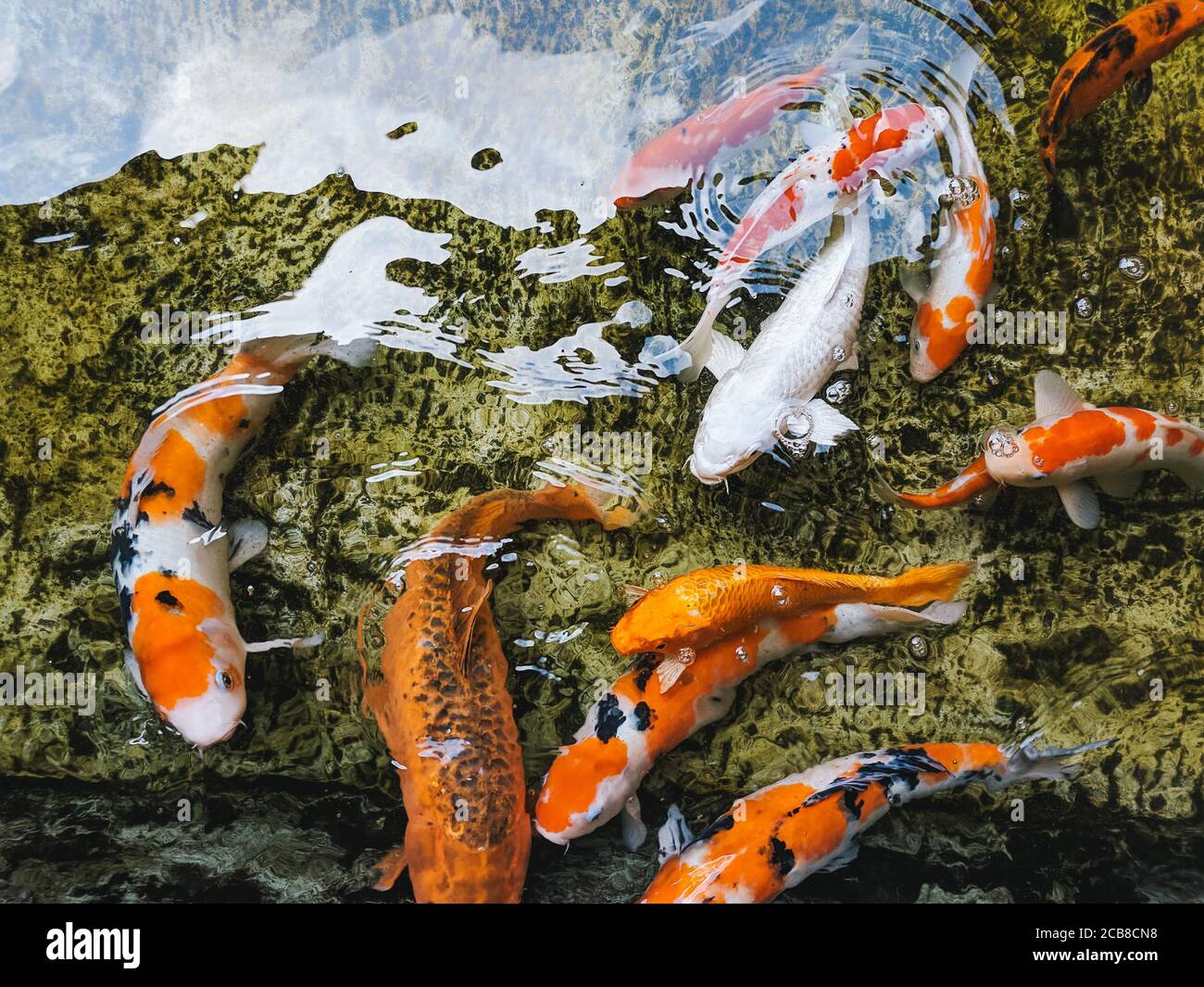 Close up shot of beautiful fish covered in black, orange and white ...