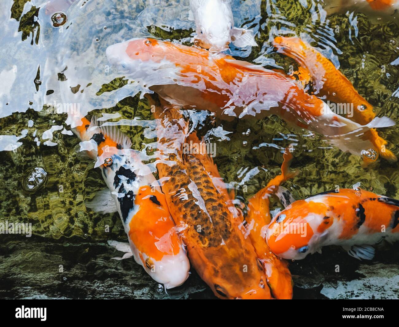 Close up shot of beautiful fish covered in black, orange and white ...
