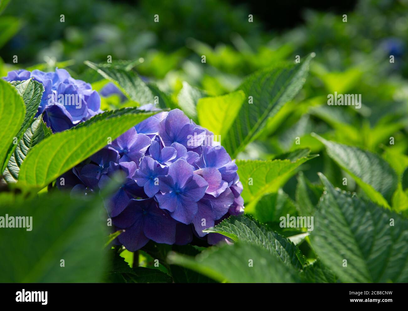 Lush blooming hydrangea close-up with green leaves. Blurred background ...