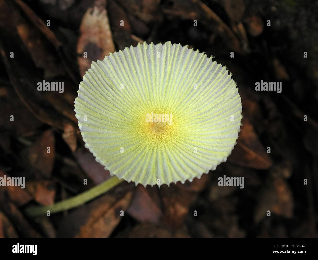 Yellow cap fungi hi-res stock photography and images - Alamy