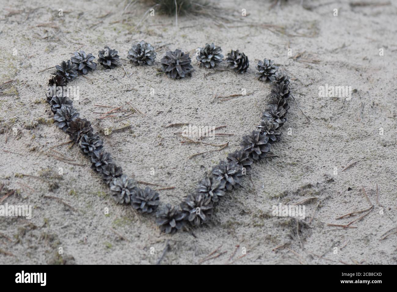 Cone Shaped Leaves High Resolution Stock Photography and Images - Alamy