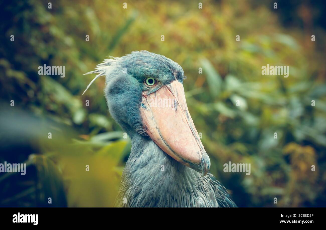 Very rare the shoebill Balaeniceps rex also known as whalehead, whale ...