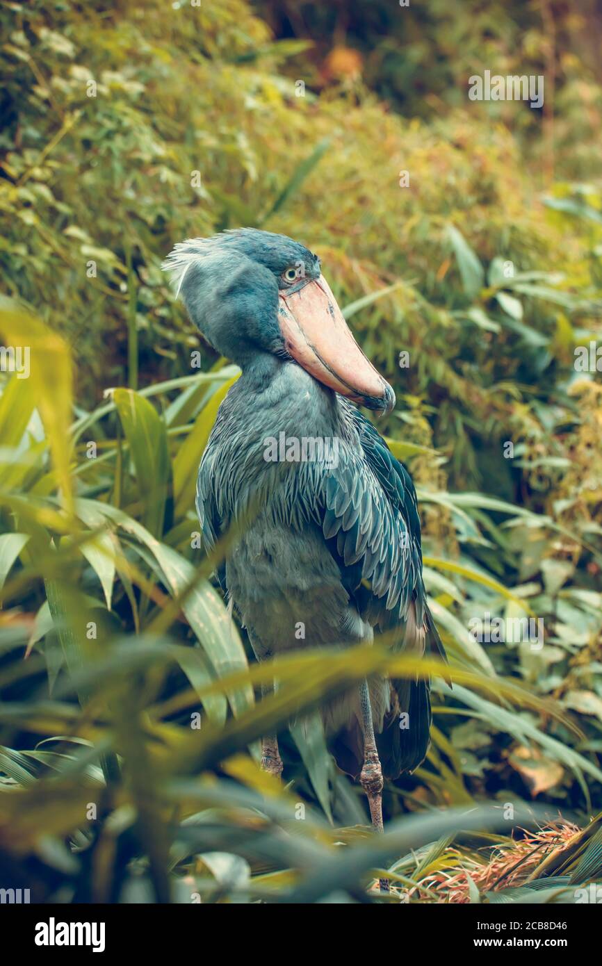 Very rare the shoebill Balaeniceps rex also known as whalehead, whale ...
