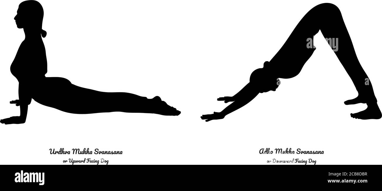 Upward and Downward Facing Dog. Vector Stock Vector Image & Art - Alamy