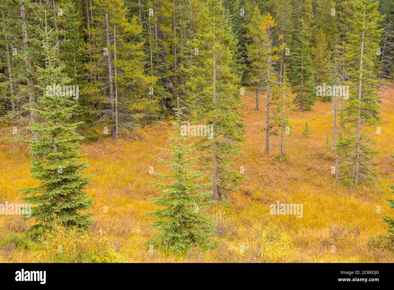 Conifers and dwarf birch in autumn, Peter Loughheed Provincial Park ...