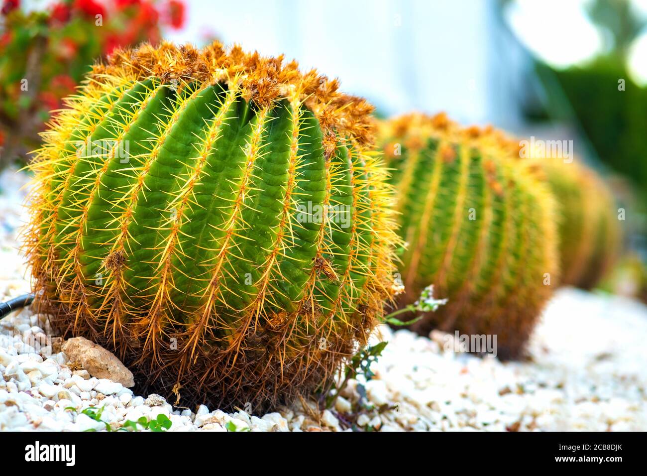Green round tropical cactus plants with sharp spines growing on a ...
