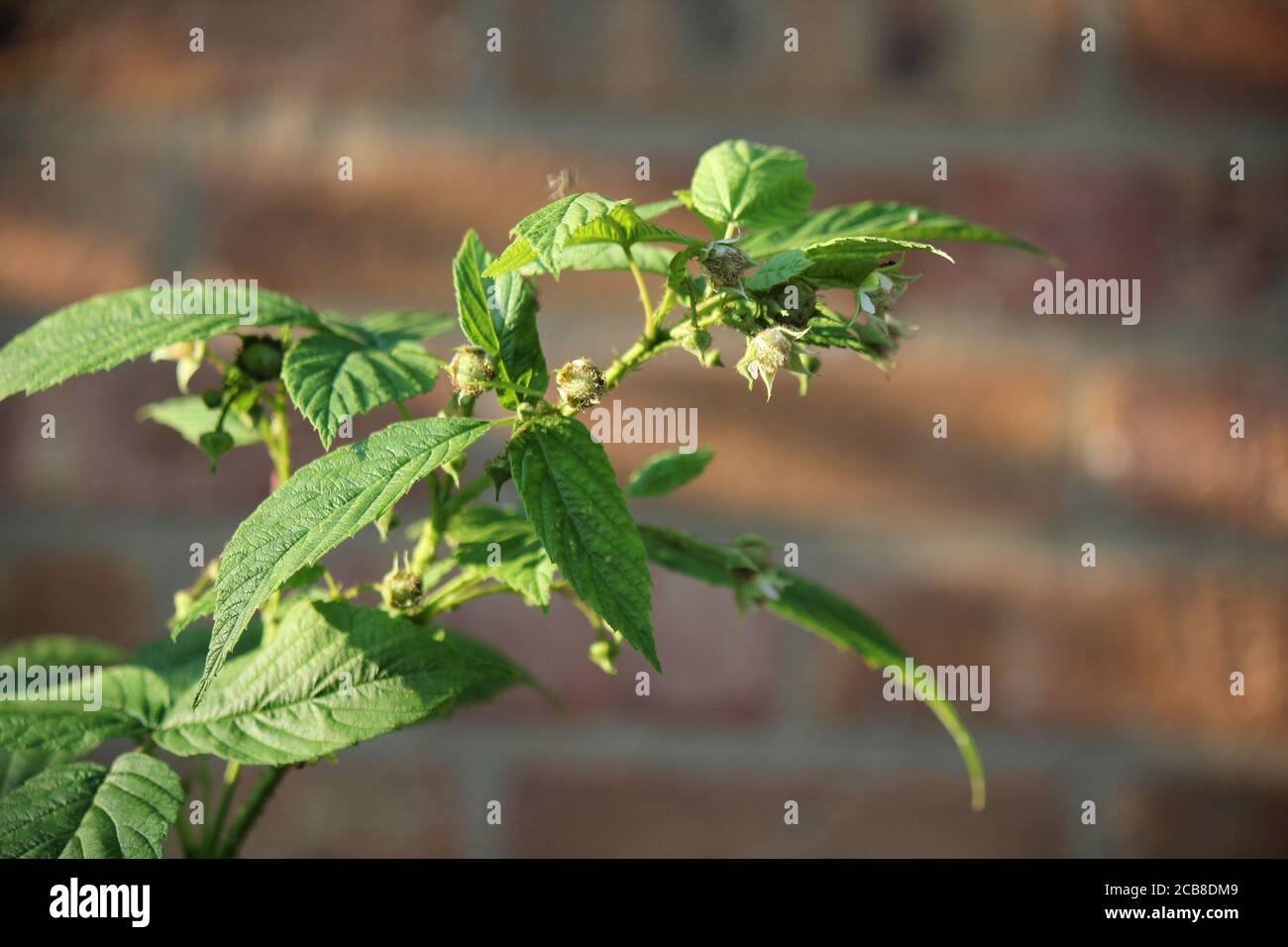 Organic backyard urban gardening of the blossoming raspberry plant ...