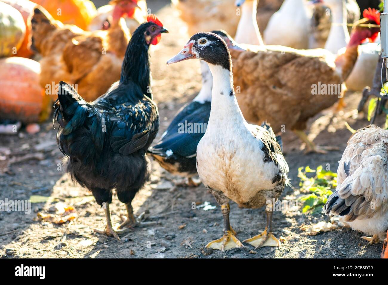 Hens feed on traditional rural barnyard. Detail of a hen head. Close up ...