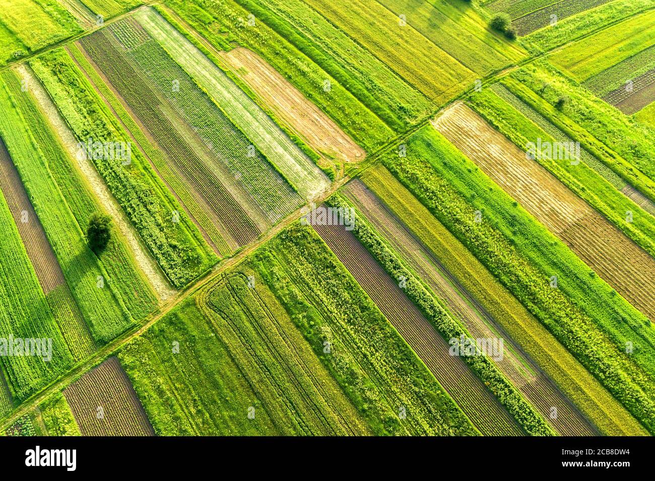 Aerial view of green agricultural fields in spring with fresh ...