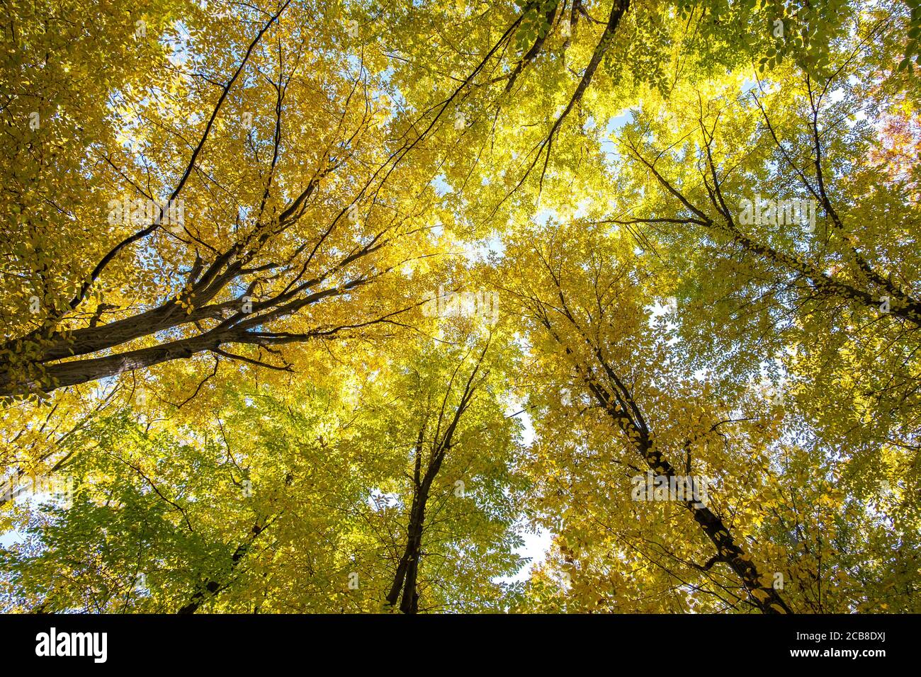 Perspective from down to up view of autumn forest with bright orange ...