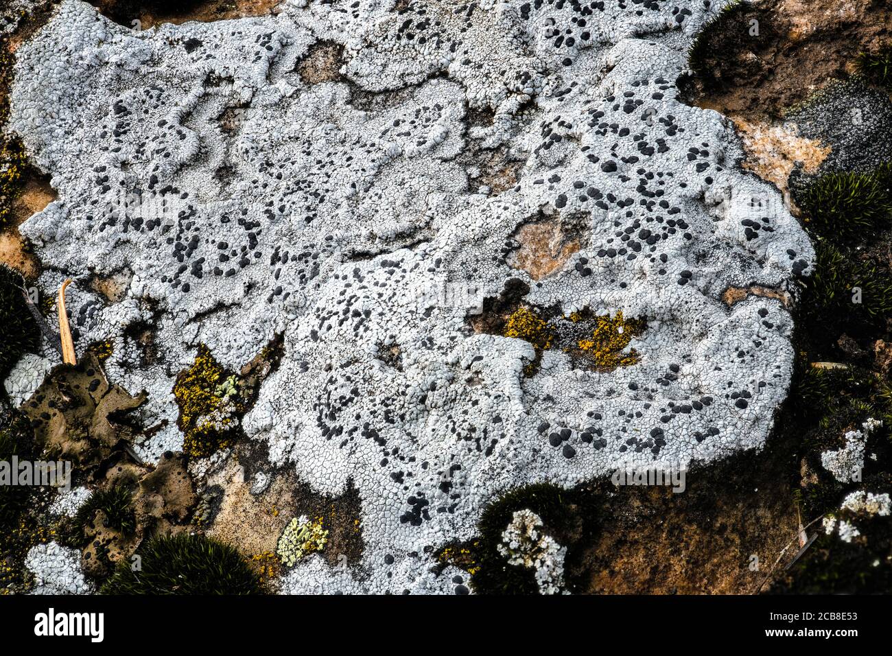Pacific northwest lichens hi-res stock photography and images - Alamy