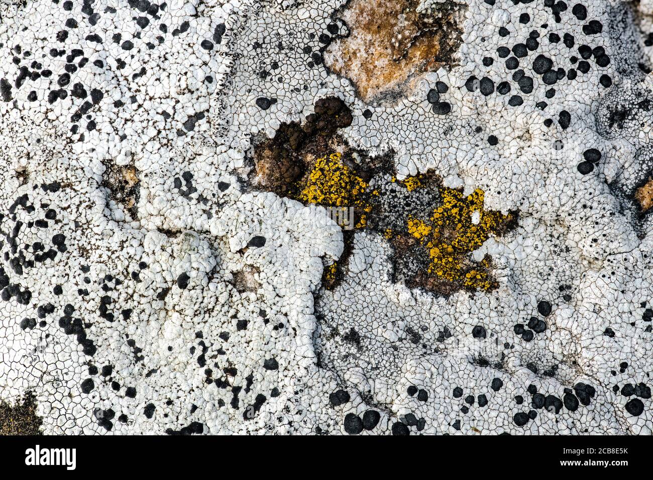 Pacific northwest lichens hi-res stock photography and images - Alamy