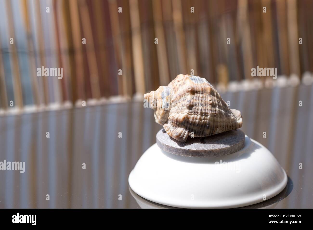 Sea shell close up marine organism hi-res stock photography and images ...
