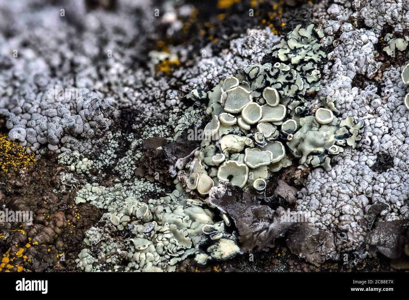 Lichen community hi-res stock photography and images - Alamy
