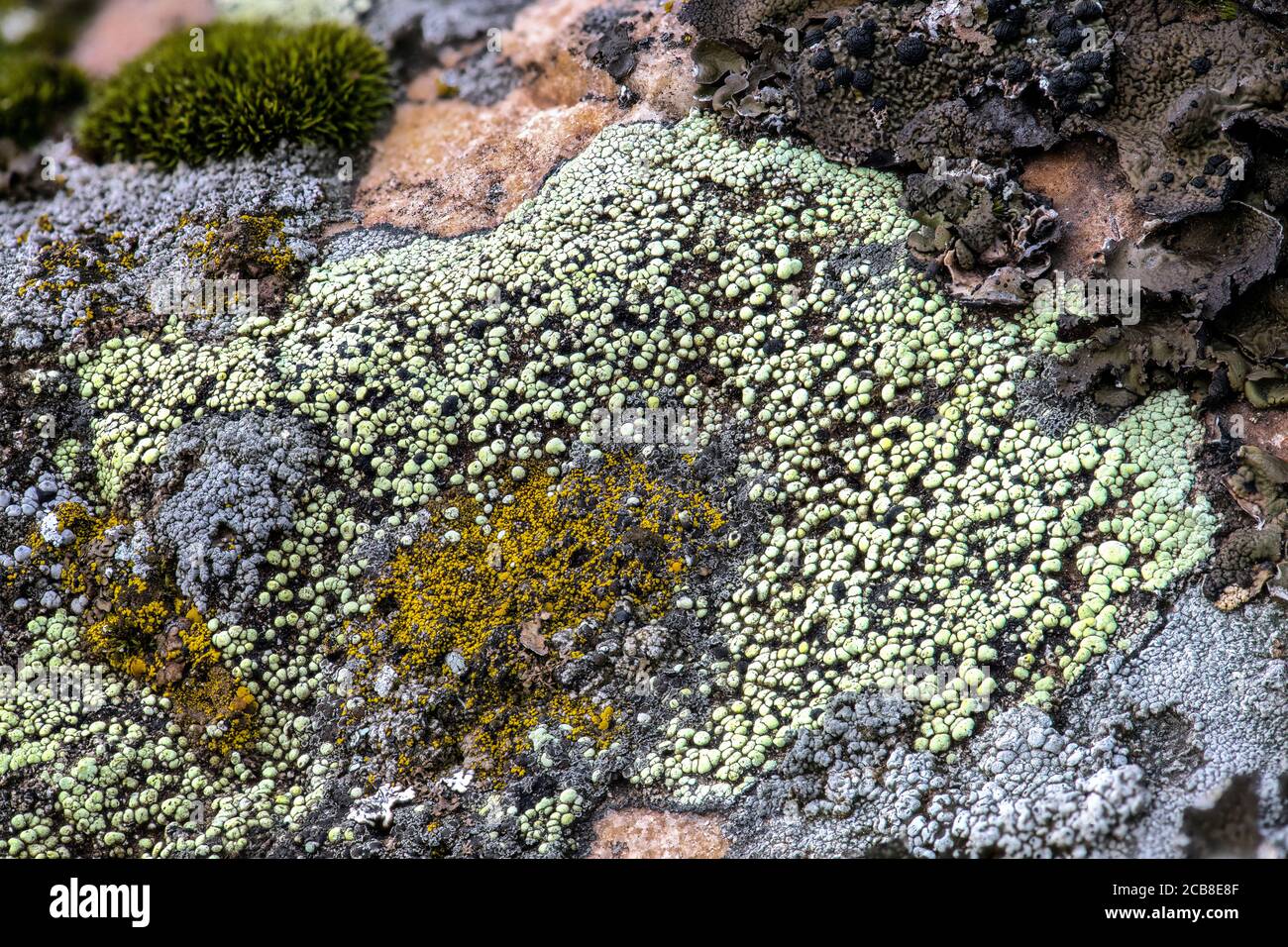 Lichen community hi-res stock photography and images - Alamy
