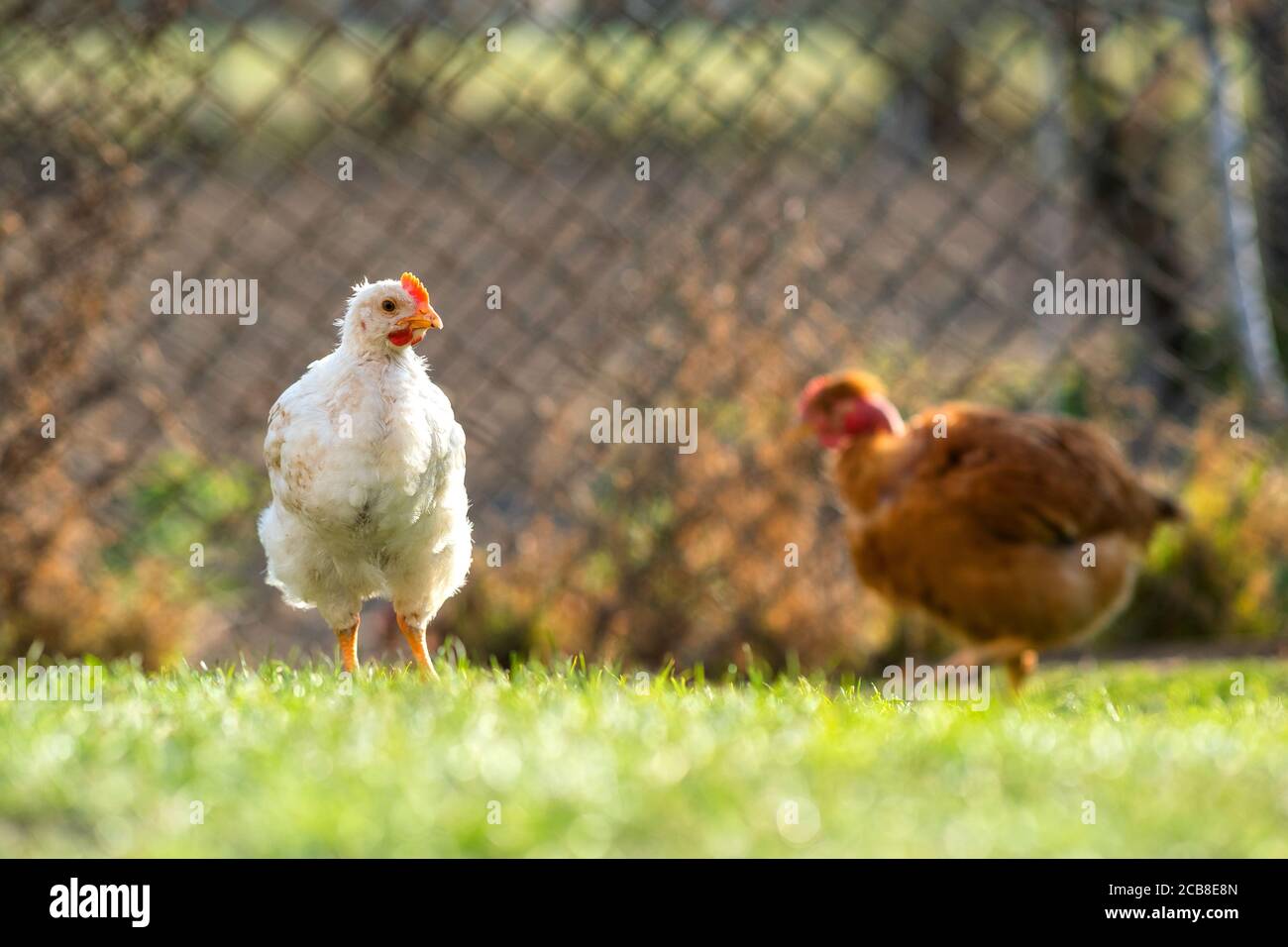 Hen feed on traditional rural barnyard. Close up of chicken standing on ...
