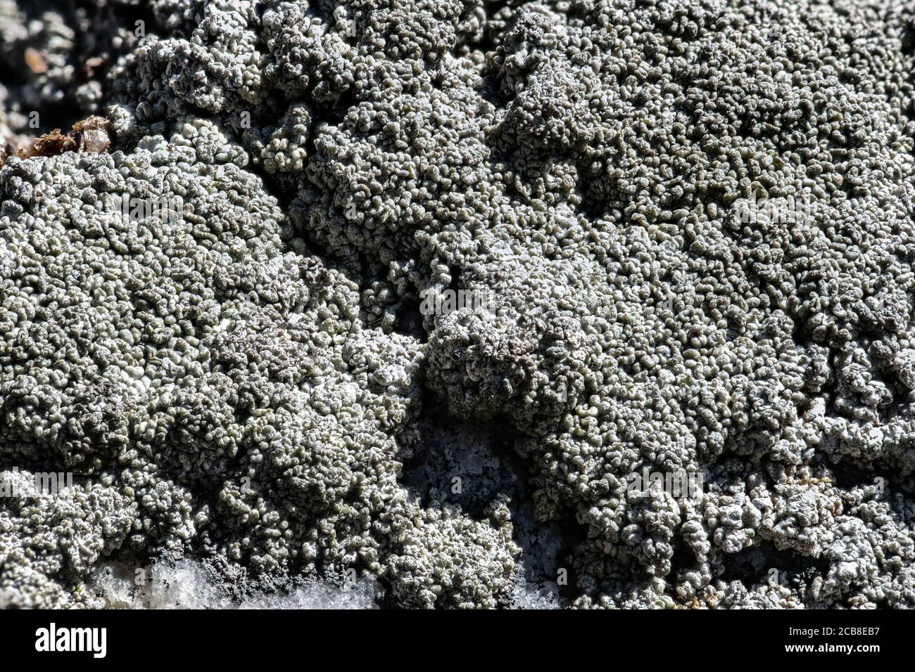Pacific northwest lichens hi-res stock photography and images - Alamy