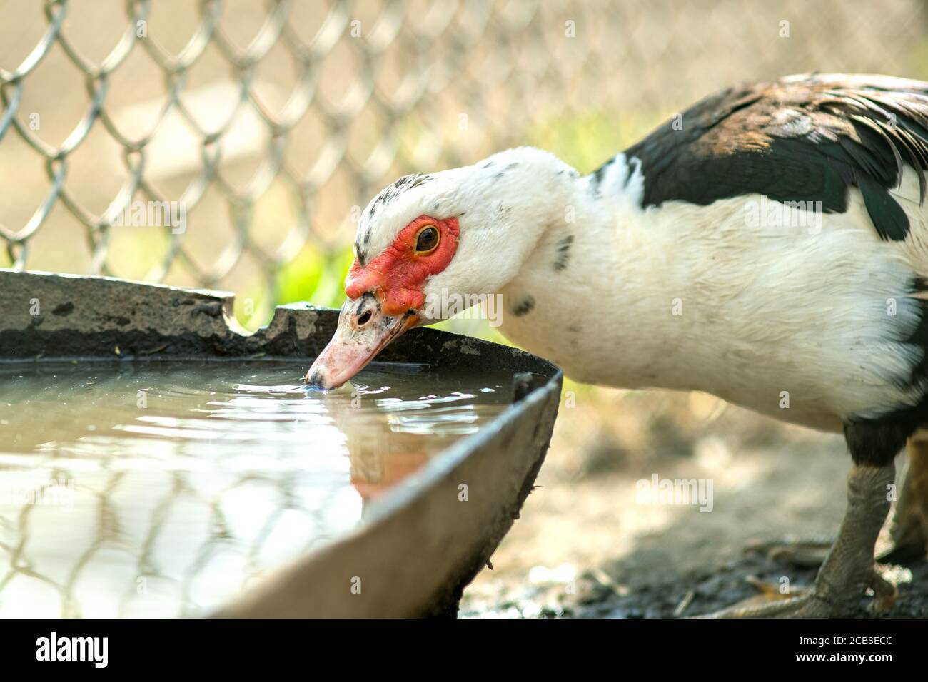 Duck feed on traditional rural barnyard. Detail of a waterbird drinking ...