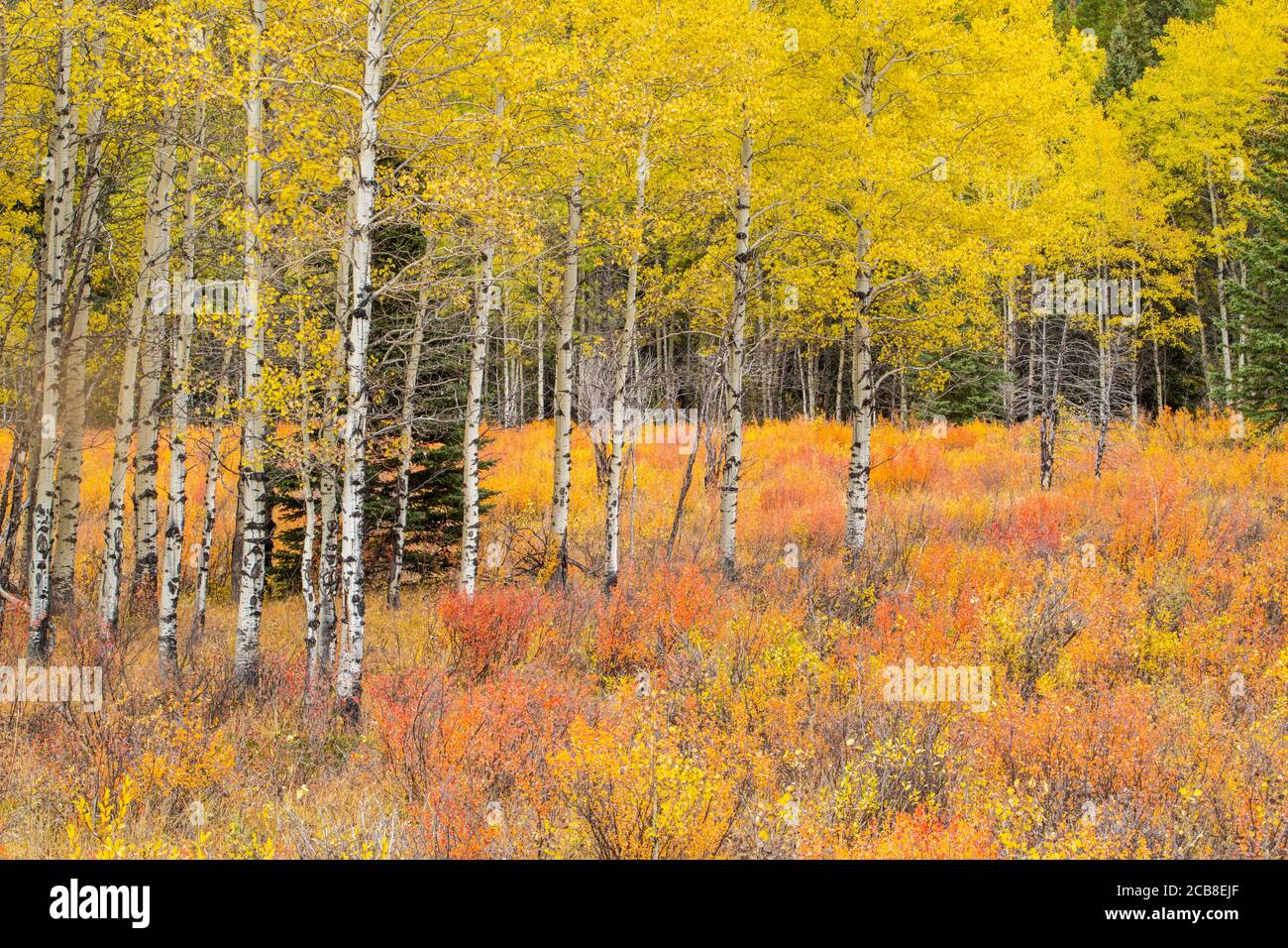 Autumn aspens and dwarf birch, Kananaskis Country, Alberta, Canada ...