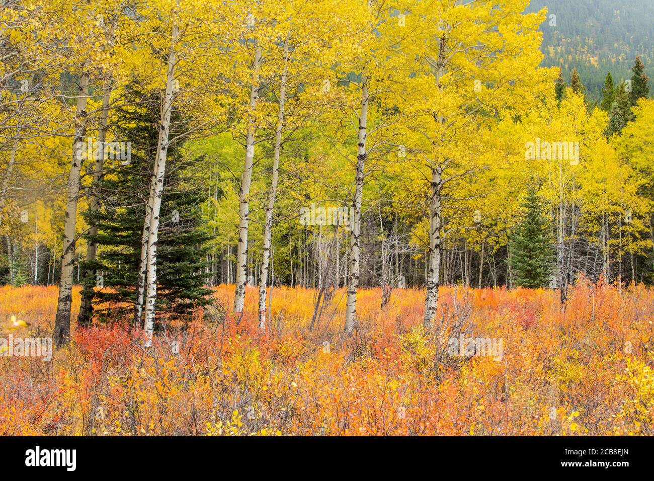 Autumn aspens and dwarf birch, Kananaskis Country, Alberta, Canada ...