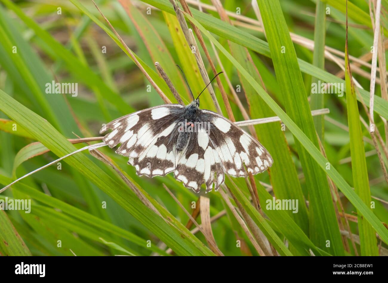 Mite Body High Resolution Stock Photography and Images - Alamy