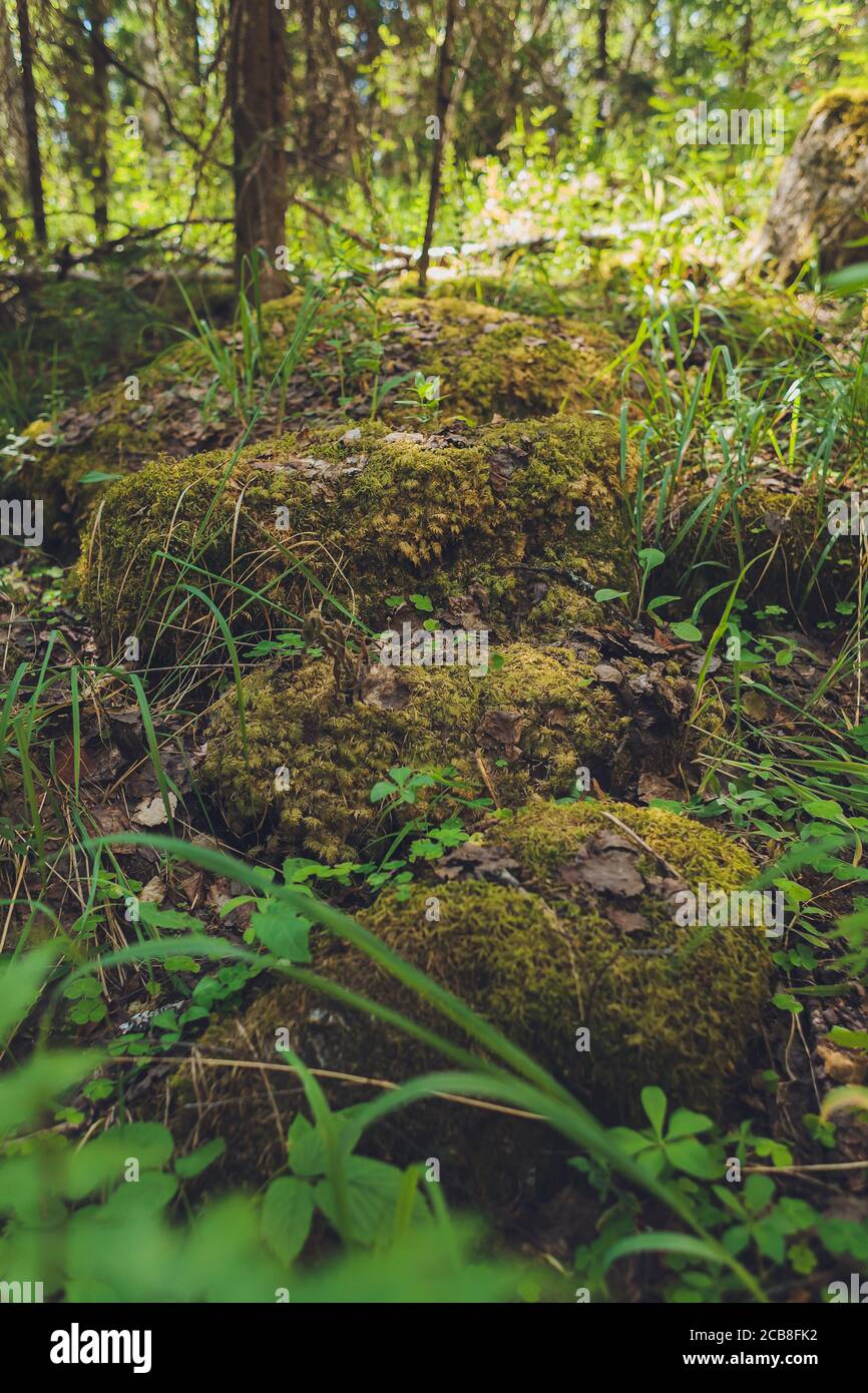 the texture of the wood overgrown with moss Stock Photo - Alamy