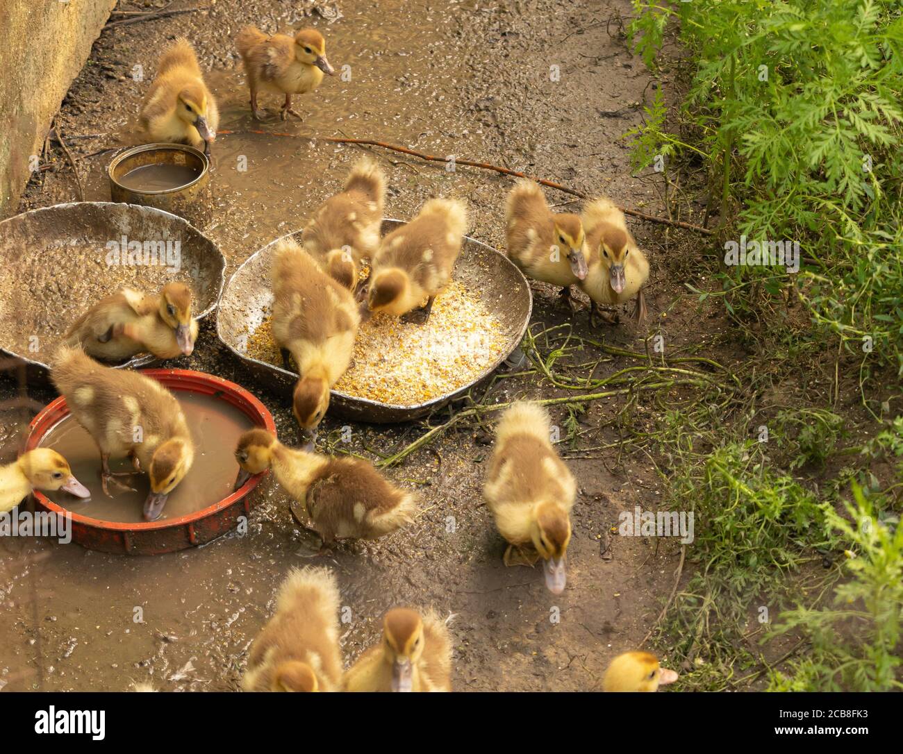 Muscovy duck chickens eat their food, farmer concept Stock Photo - Alamy