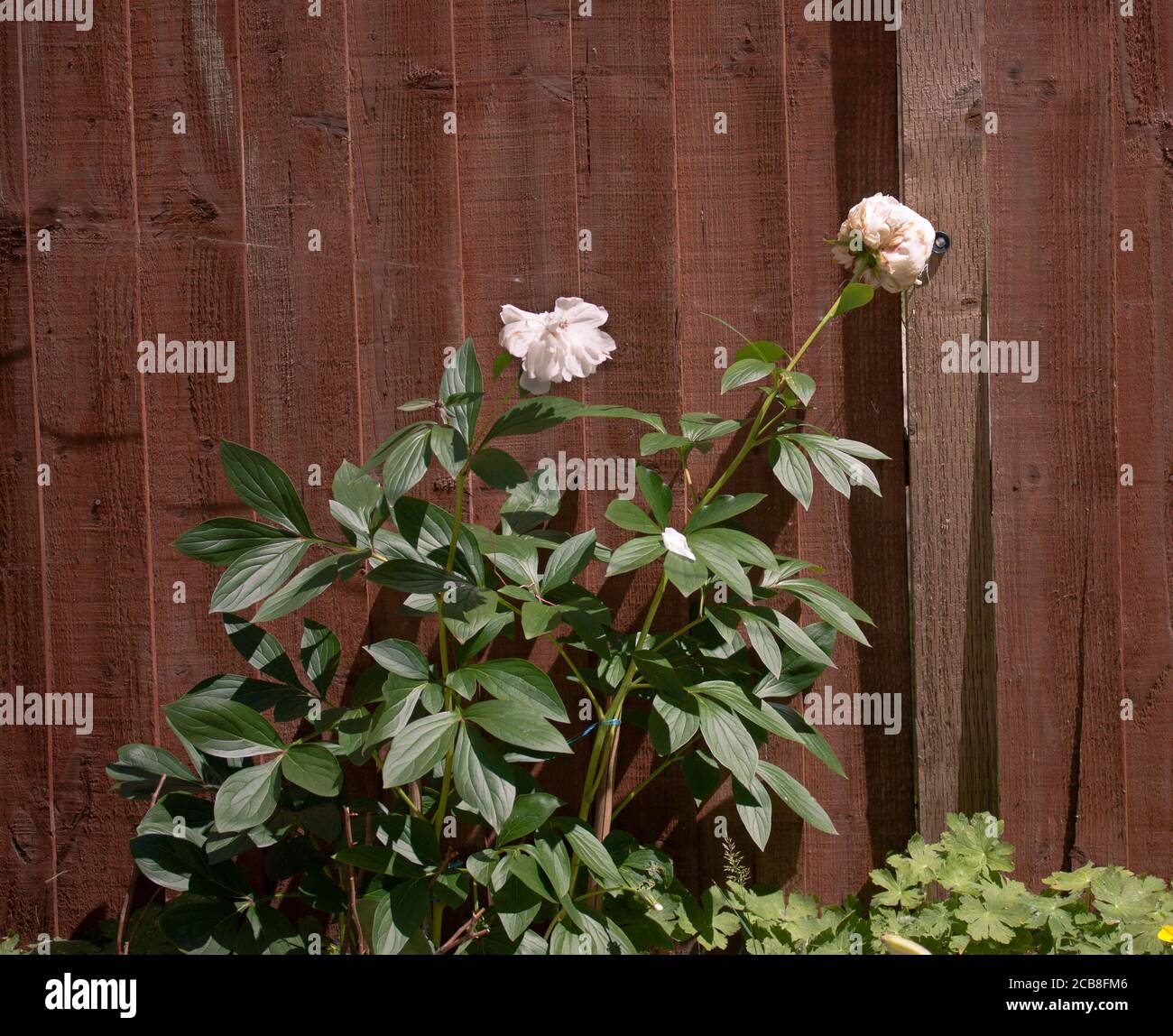 Blossom peonies hi-res stock photography and images - Alamy