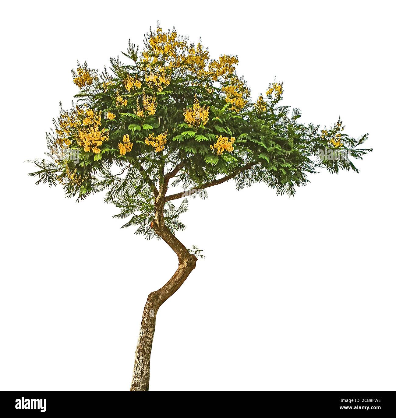 Accacia Tree High Resolution Stock Photography and Images - Alamy