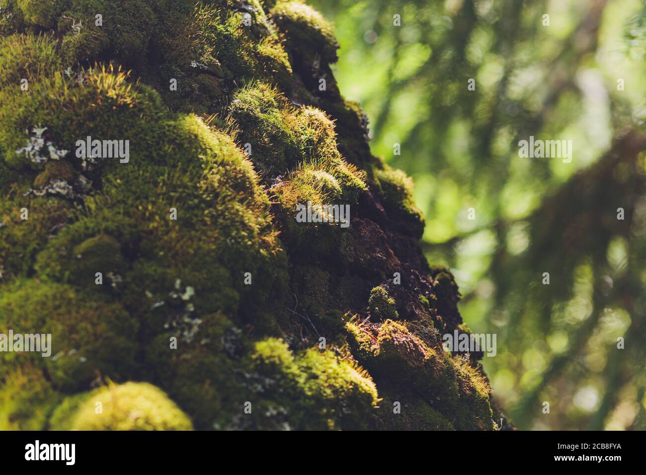 the texture of the wood overgrown with moss Stock Photo - Alamy
