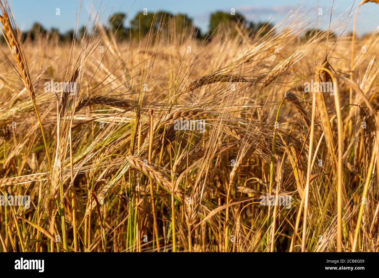 Spikelets wheat hi-res stock photography and images - Alamy