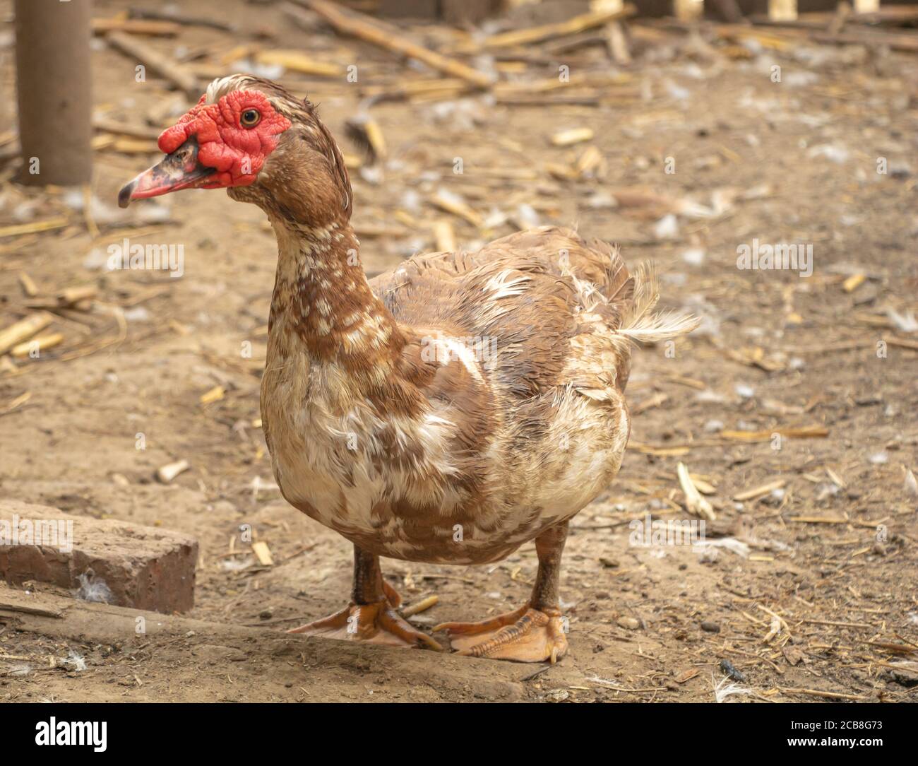 Black musk duck hi-res stock photography and images - Alamy