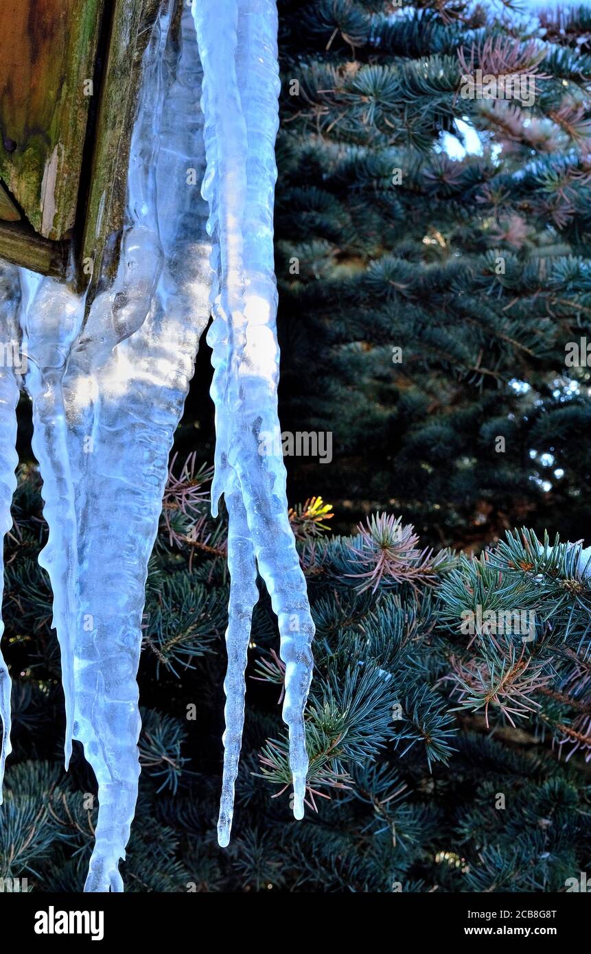 Big Icicles on green Pine Tree branch during Winter in Transylvania ...