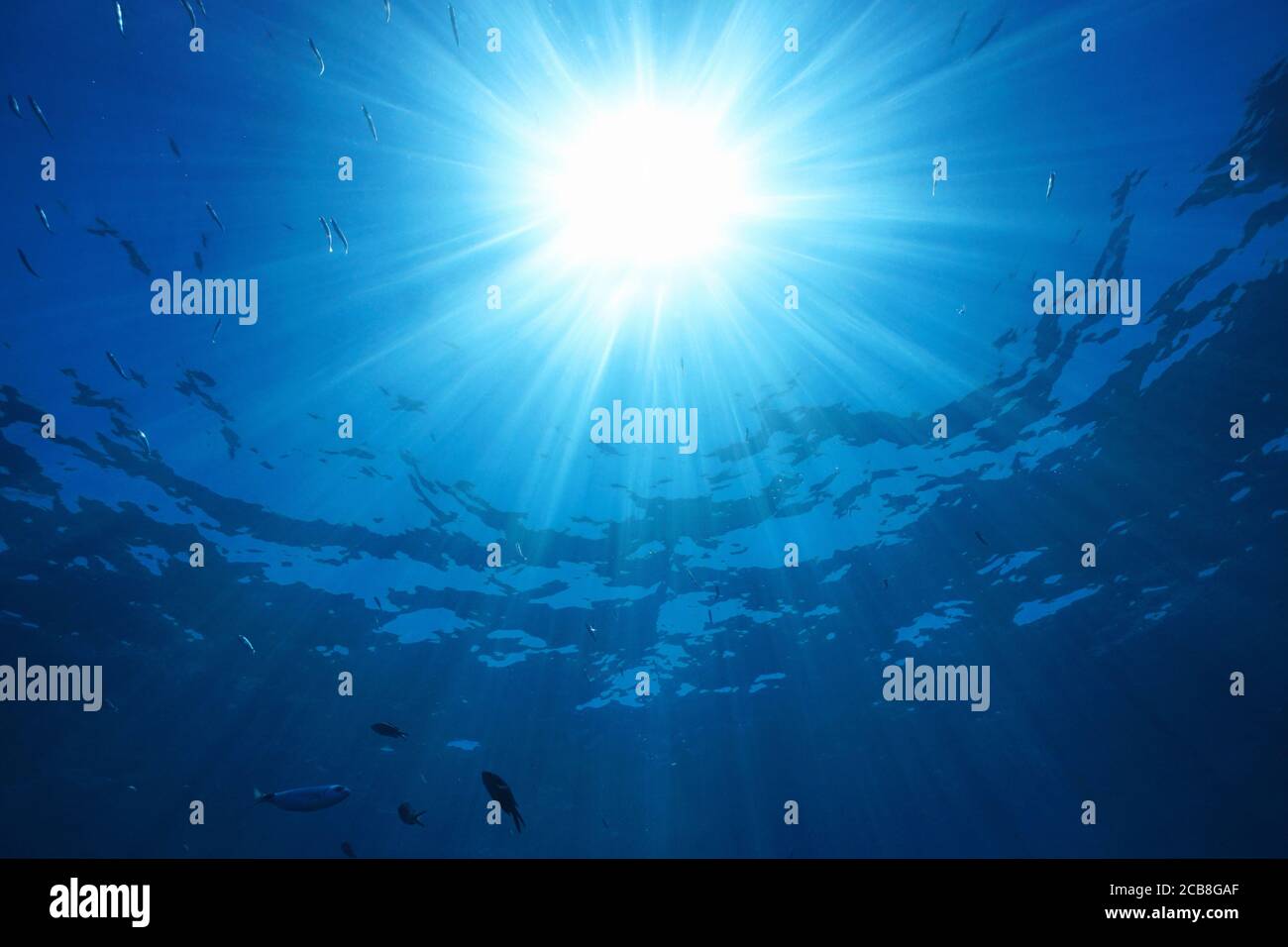 Bright sunlight underwater through water surface with some fish ...