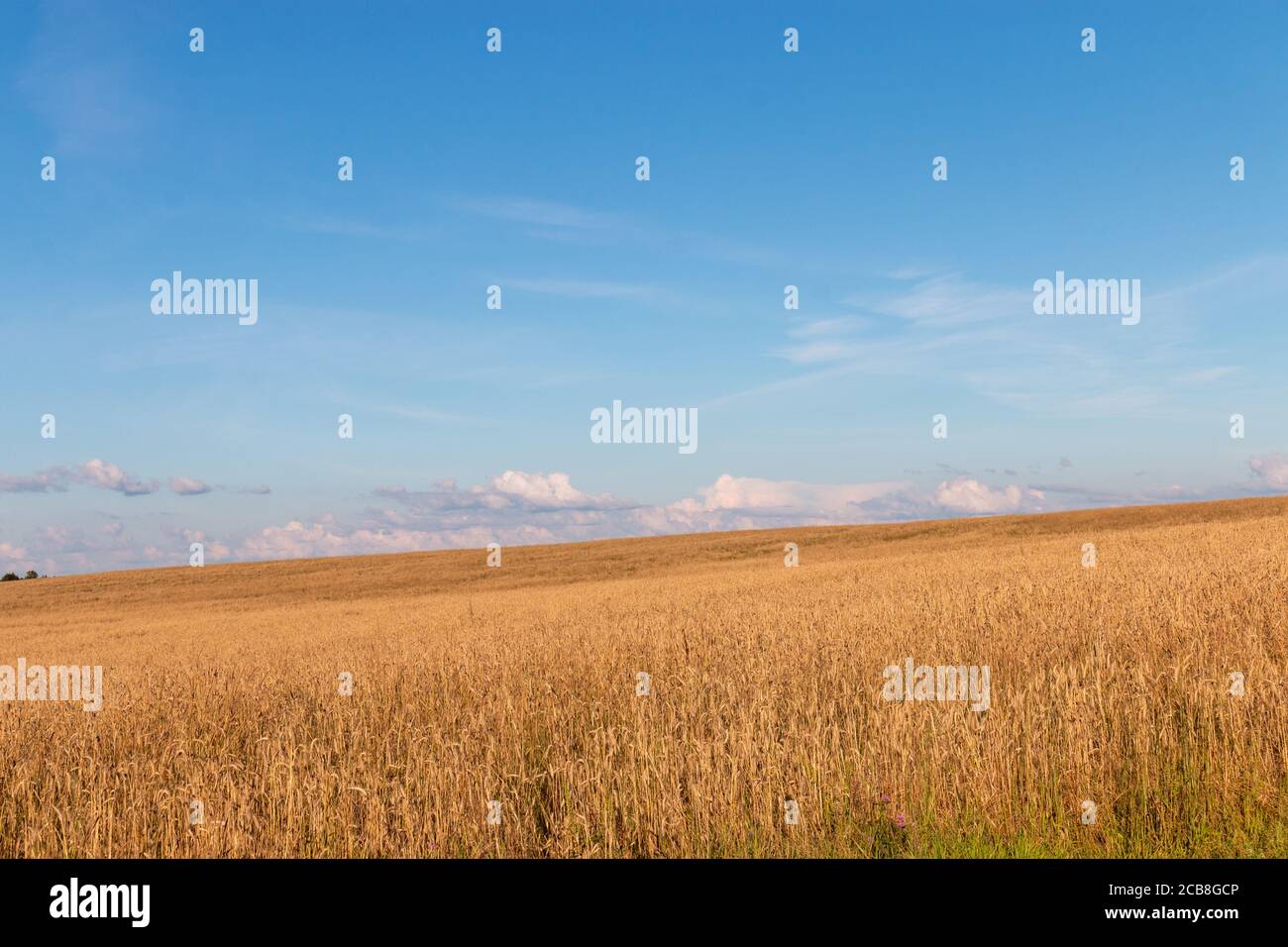 Russian wheat harvest hi-res stock photography and images - Alamy