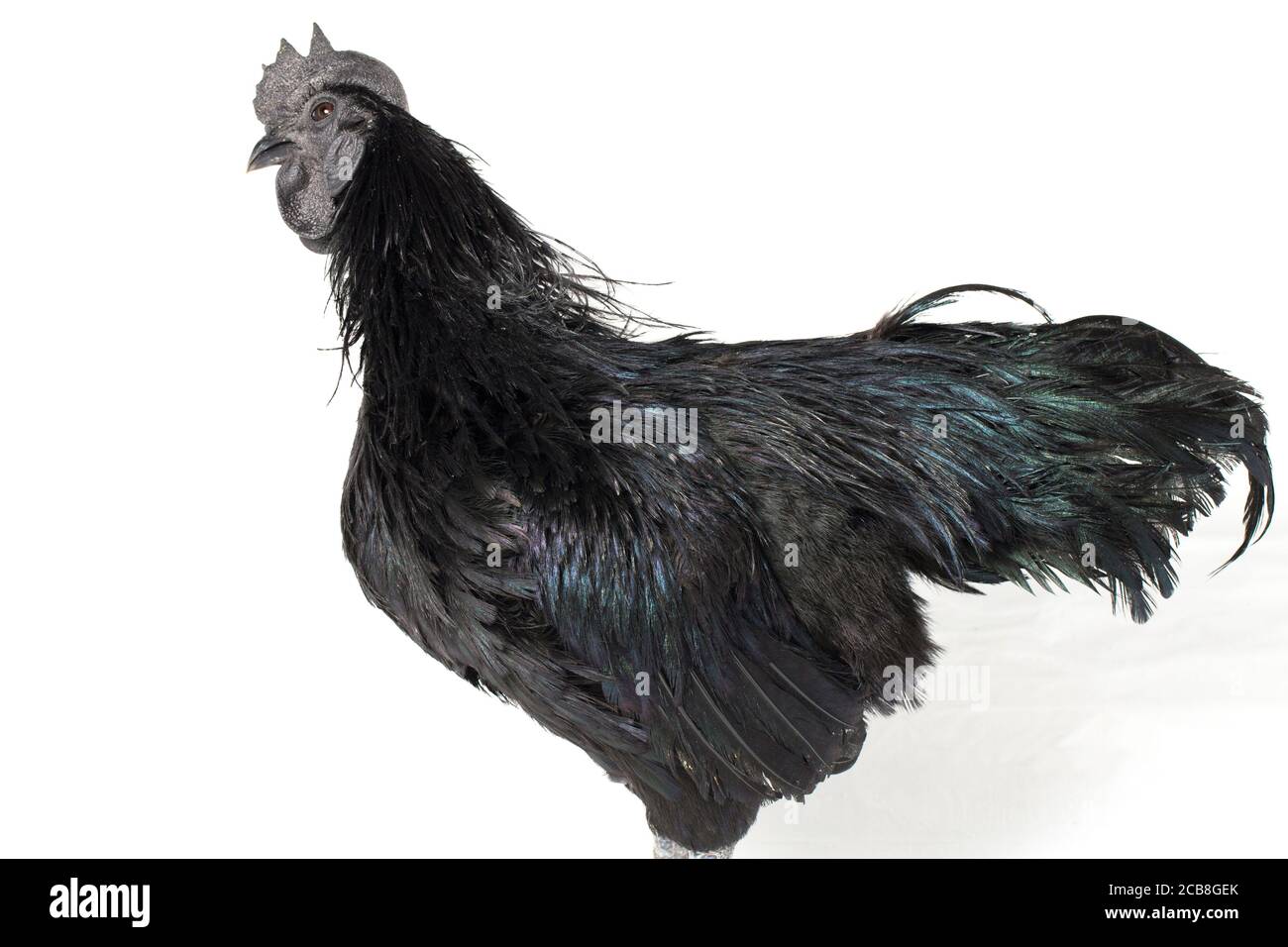 Black Rooster Ayam Cemani Chicken isolated on white background Stock ...