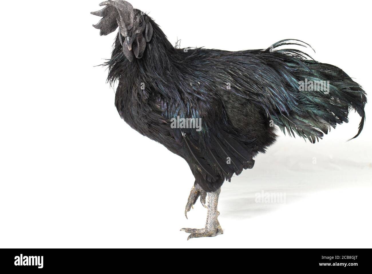 Black Rooster Ayam Cemani Chicken isolated on white background Stock ...