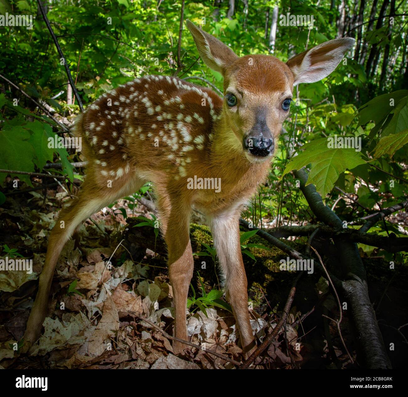 Newborn baby fawn in woods. Bright blue eyes and spots Stock Photo - Alamy
