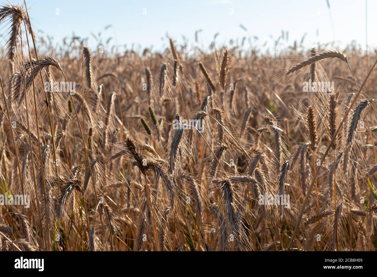 Russian wheat hi-res stock photography and images - Alamy