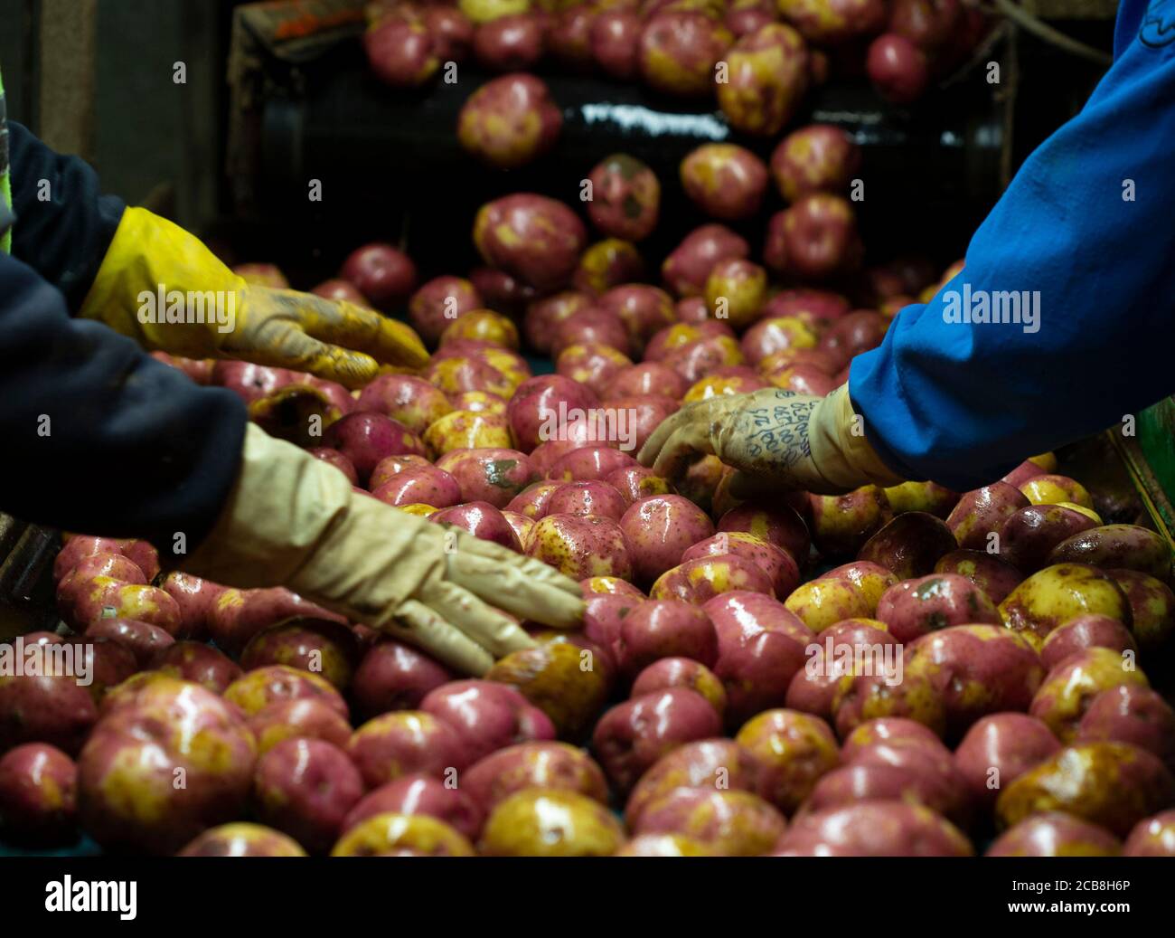 Picture showing workers hands grading potatoes in Ivan Curran’s farm in ...