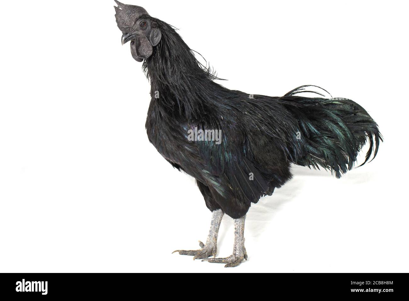 Black Rooster Ayam Cemani Chicken isolated on white background Stock ...