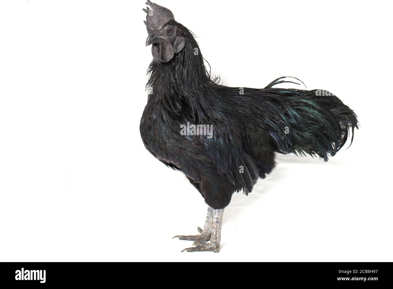 Black Rooster Ayam Cemani Chicken isolated on white background Stock ...