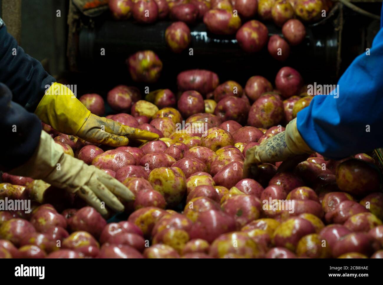 Picture showing workers hands grading potatoes in Ivan Curran’s farm in ...