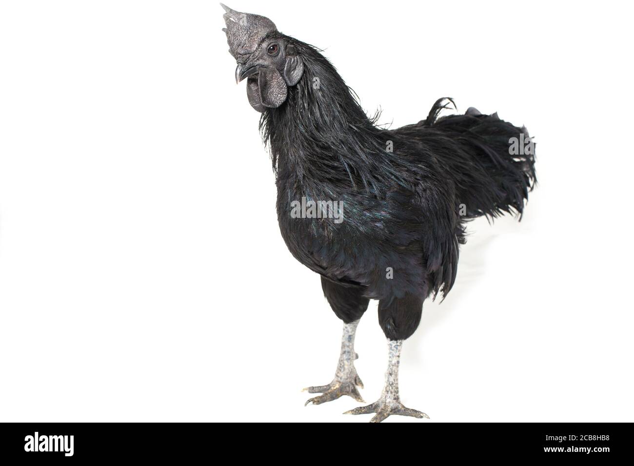 Black Rooster Ayam Cemani Chicken isolated on white background Stock ...