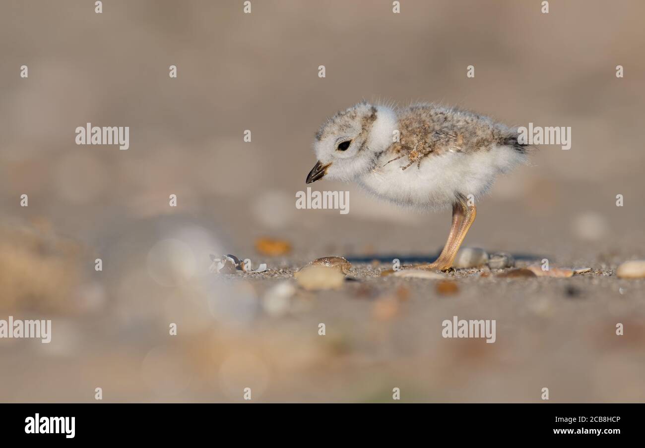 Piping Plover on the Beach Stock Photo - Alamy