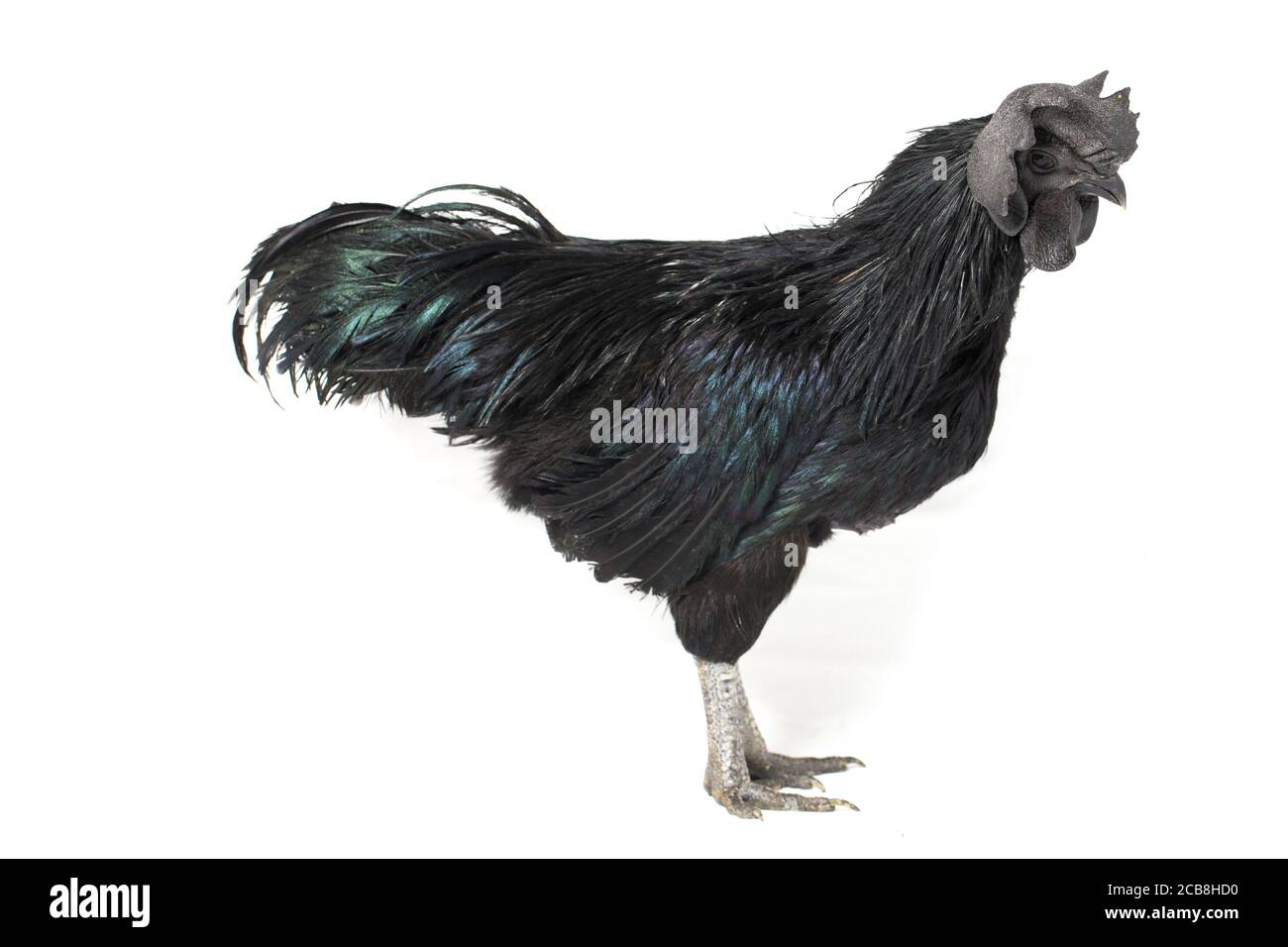 Black Rooster Ayam Cemani Chicken isolated on white background Stock ...